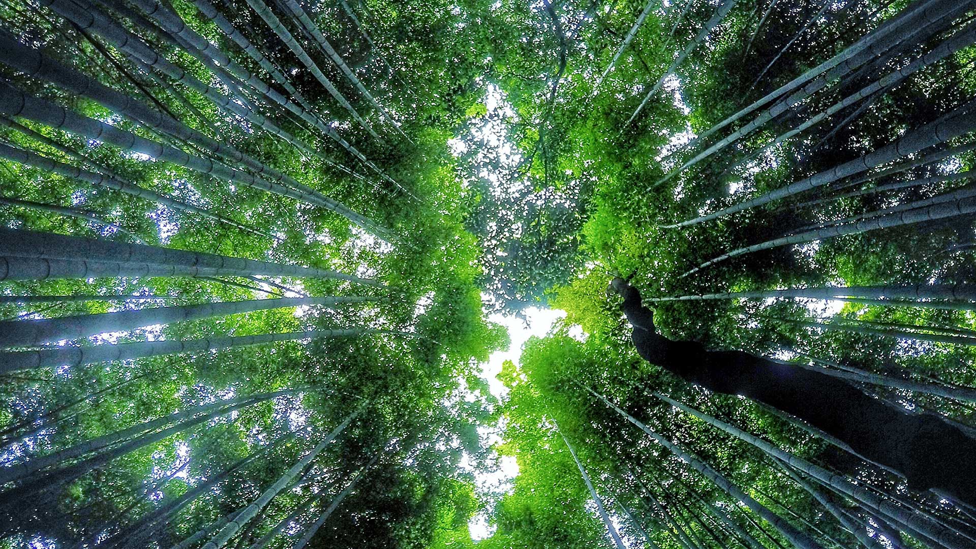 Psychotherapy & Psychiatry Blog | Bamboo Center