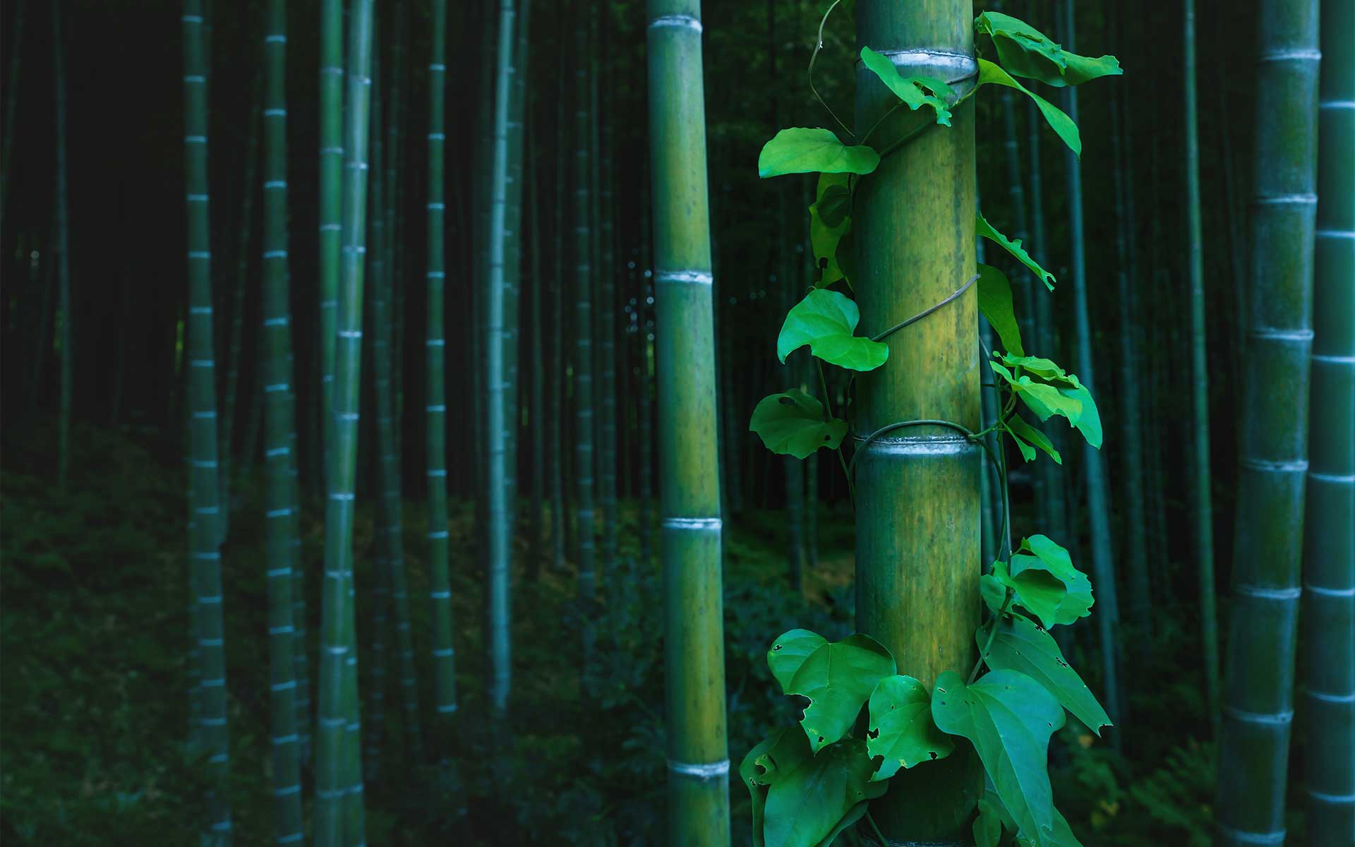 About Us | Bamboo Center